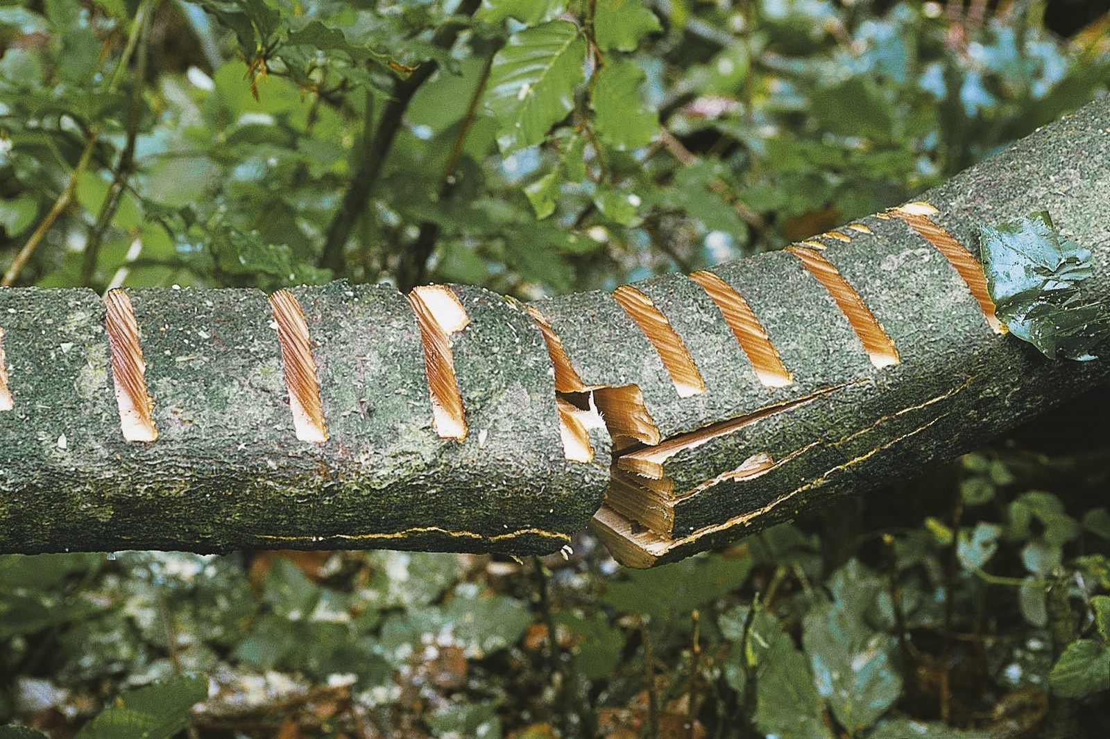 Limbing thick branches – Husqvarna